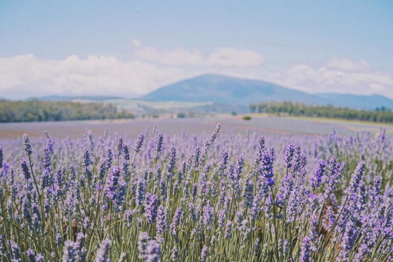 Cheiro de loja chique e a percepção da marca pelos clientes